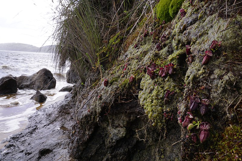 Starting a new Cephalotus display tank. | Carnivorous Plant Society of ...